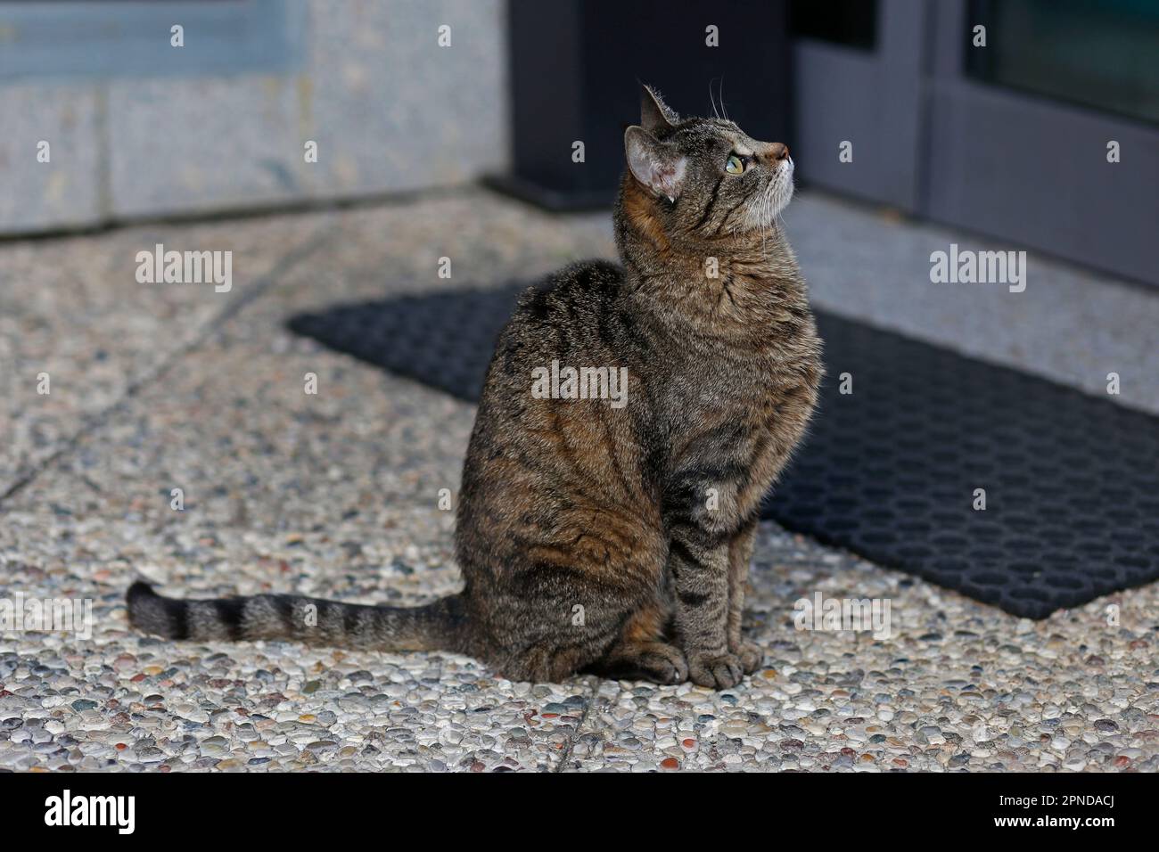 cat looking up in profile Stock Photo - Alamy