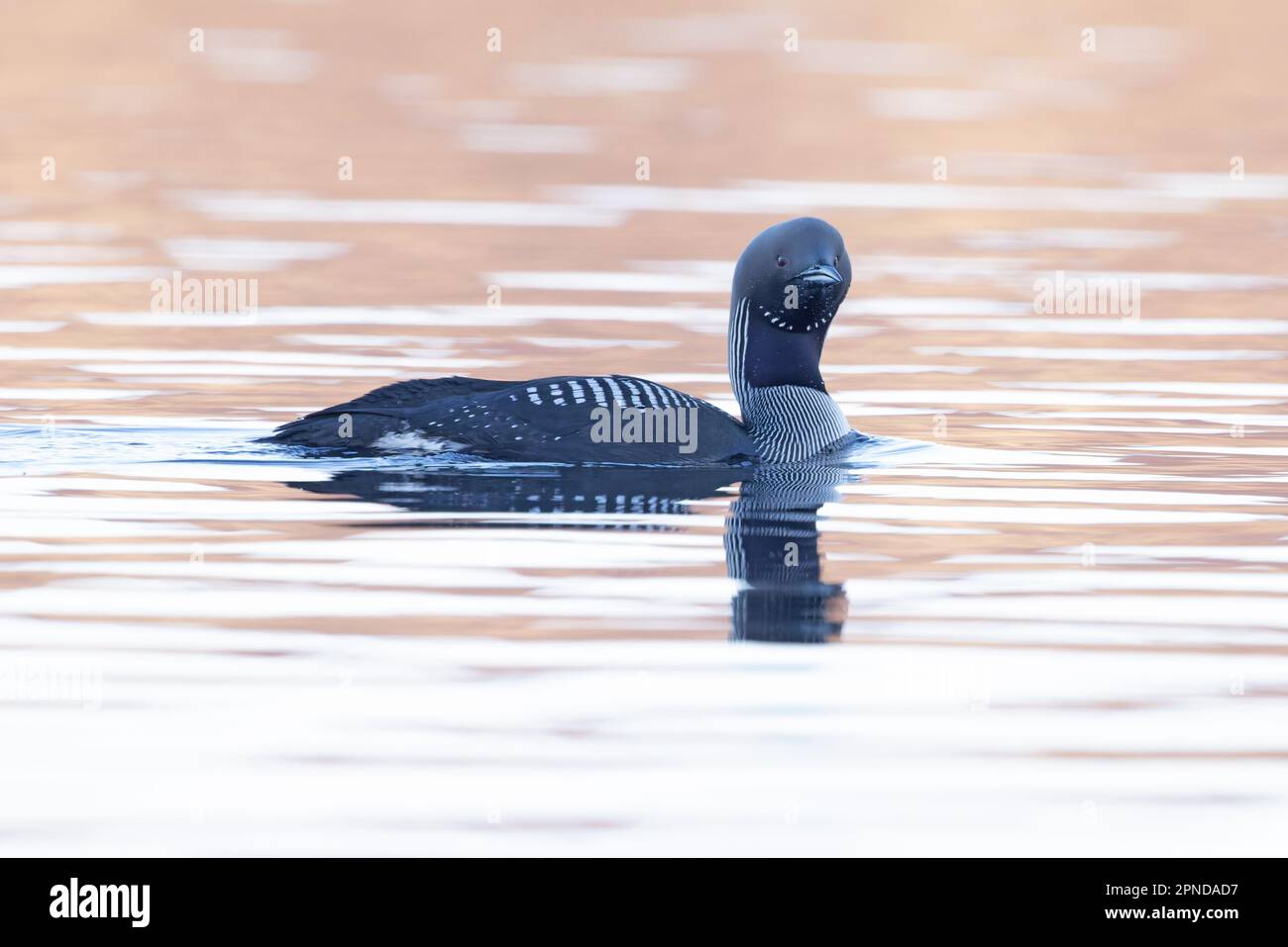 Black-throated Diver aka Arctic Loon (Gavia arctica) summer pluamge ...