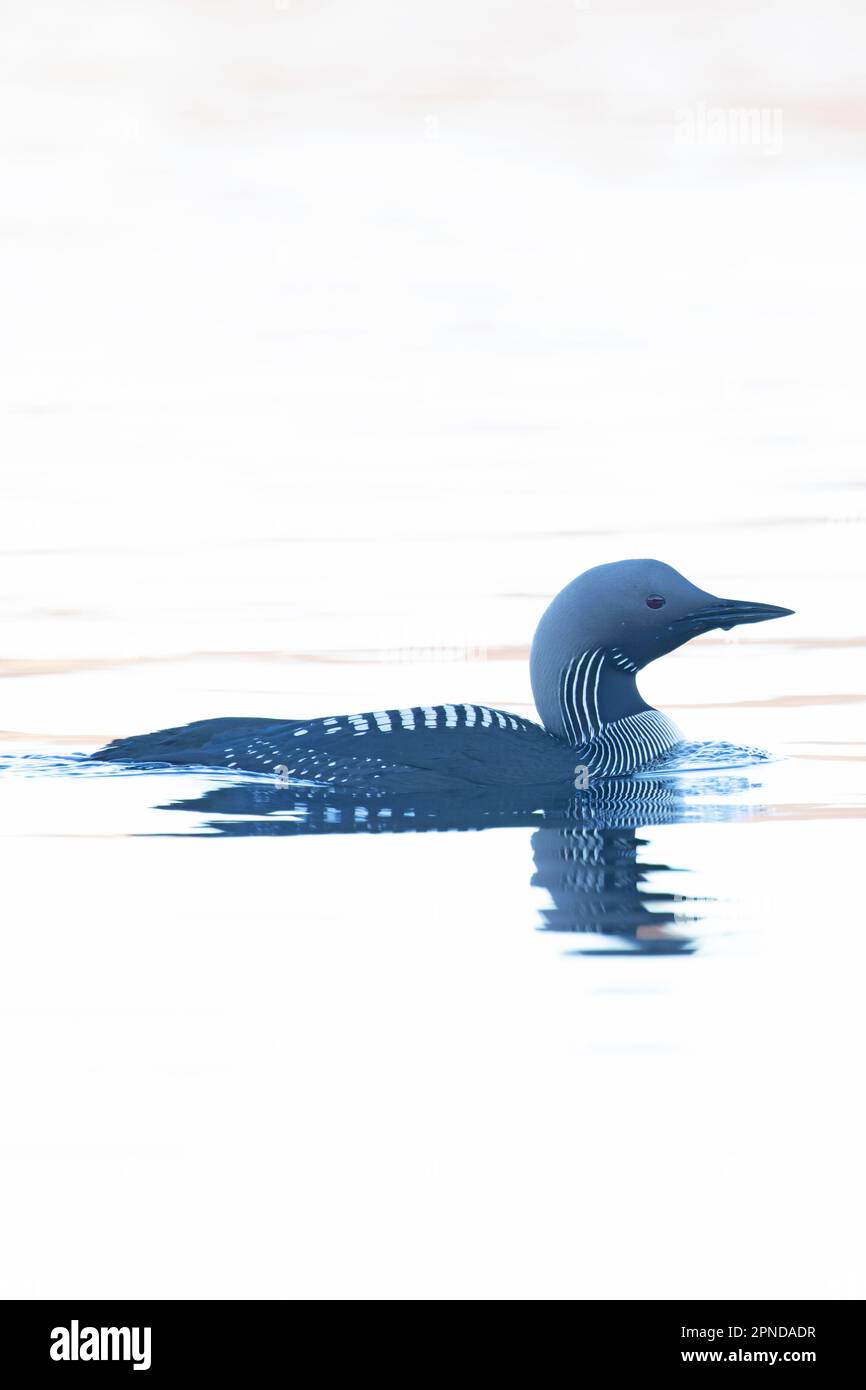 Black-throated Diver aka Arctic Loon (Gavia arctica) summer pluamge ...