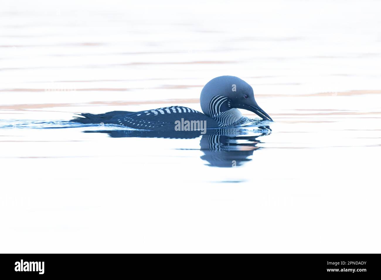 Black-throated Diver aka Arctic Loon (Gavia arctica) summer pluamge ...