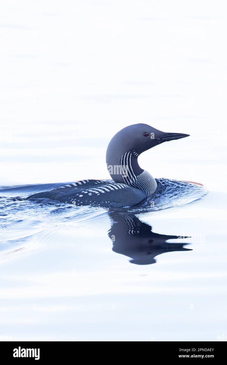 Black-throated Diver aka Arctic Loon (Gavia arctica) summer pluamge ...