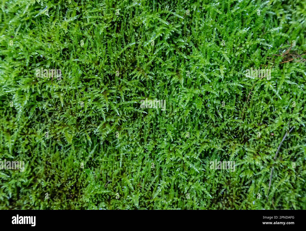 green moss. texture close up Stock Photo - Alamy