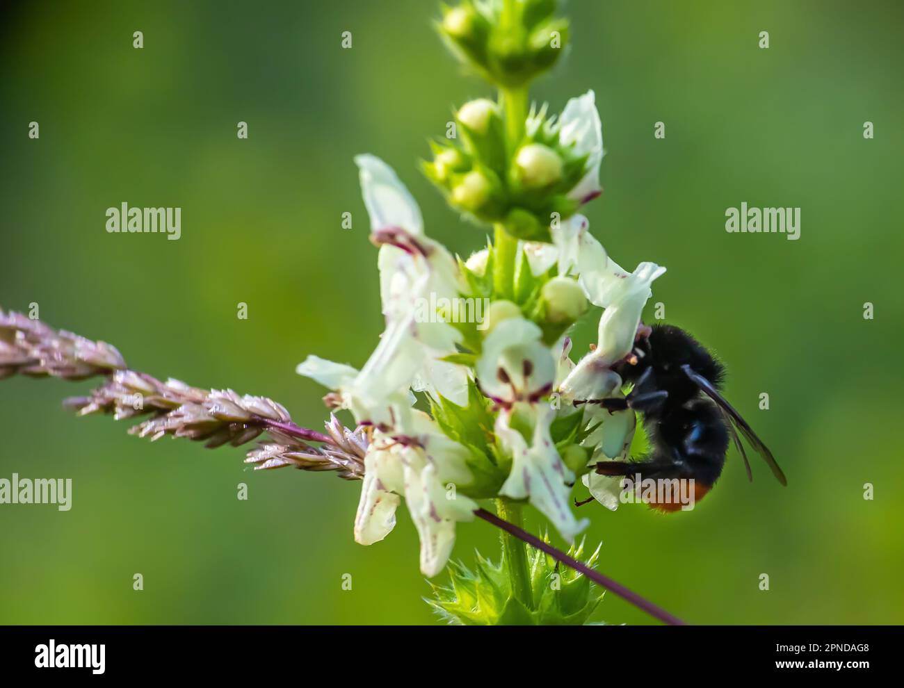 insect in the wild, grass sun, summer day Stock Photo - Alamy