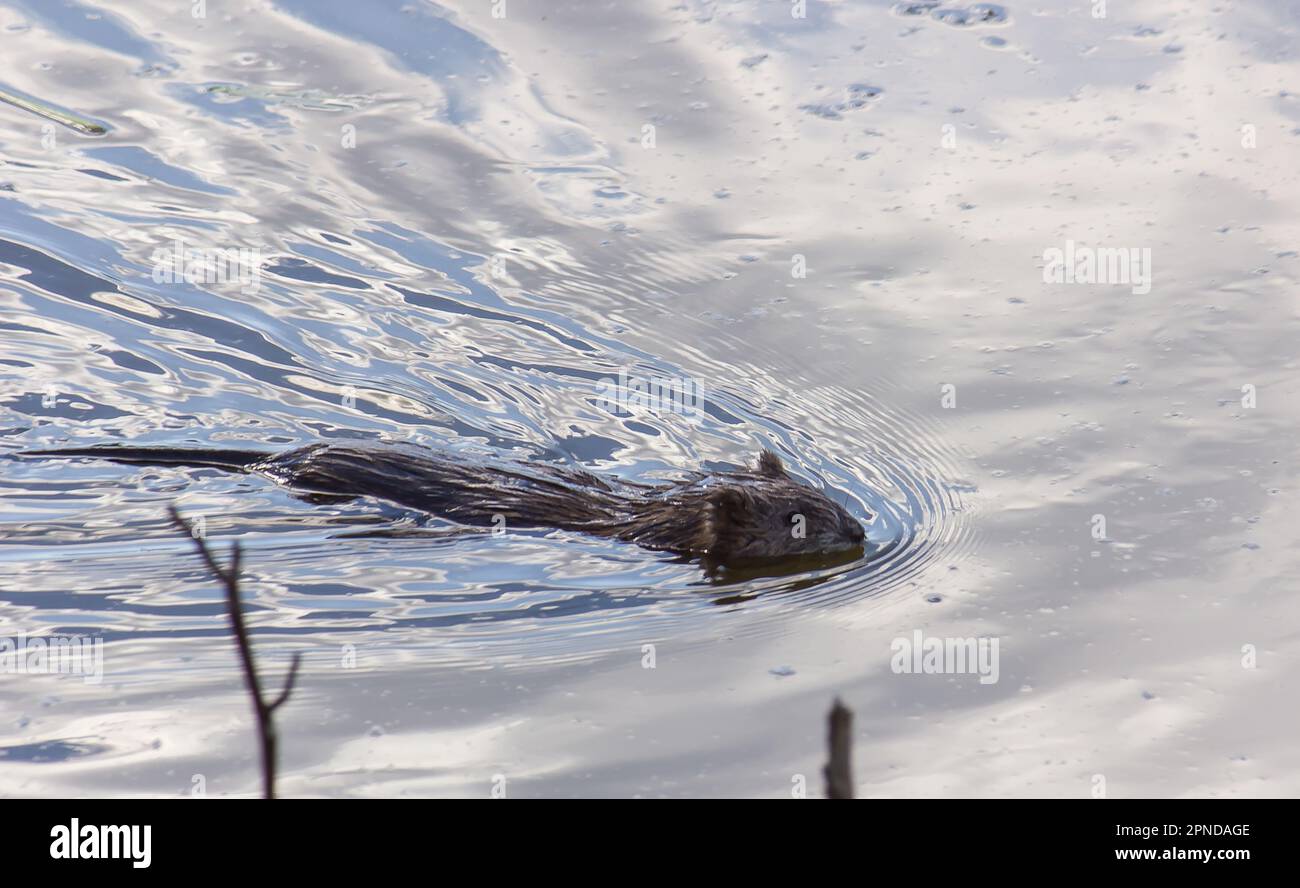 muskrat floats on water. the water reflects the sky Stock Photo - Alamy