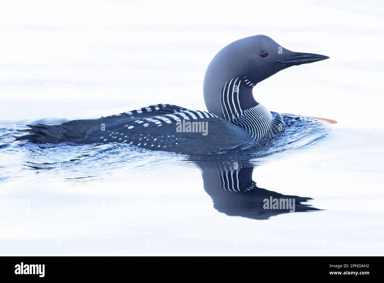 Black-throated Diver aka Arctic Loon (Gavia arctica) summer pluamge ...