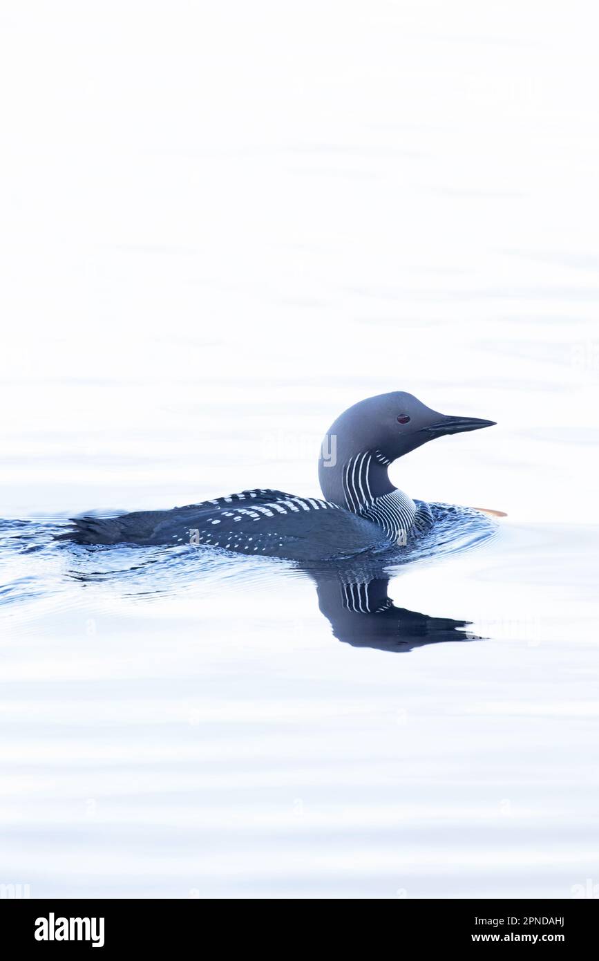 Black-throated Diver aka Arctic Loon (Gavia arctica) summer pluamge ...