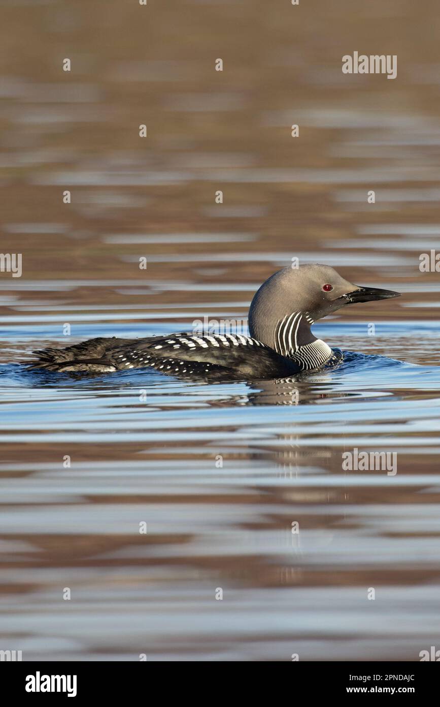 Black-throated Diver aka Arctic Loon (Gavia arctica) summer pluamge ...