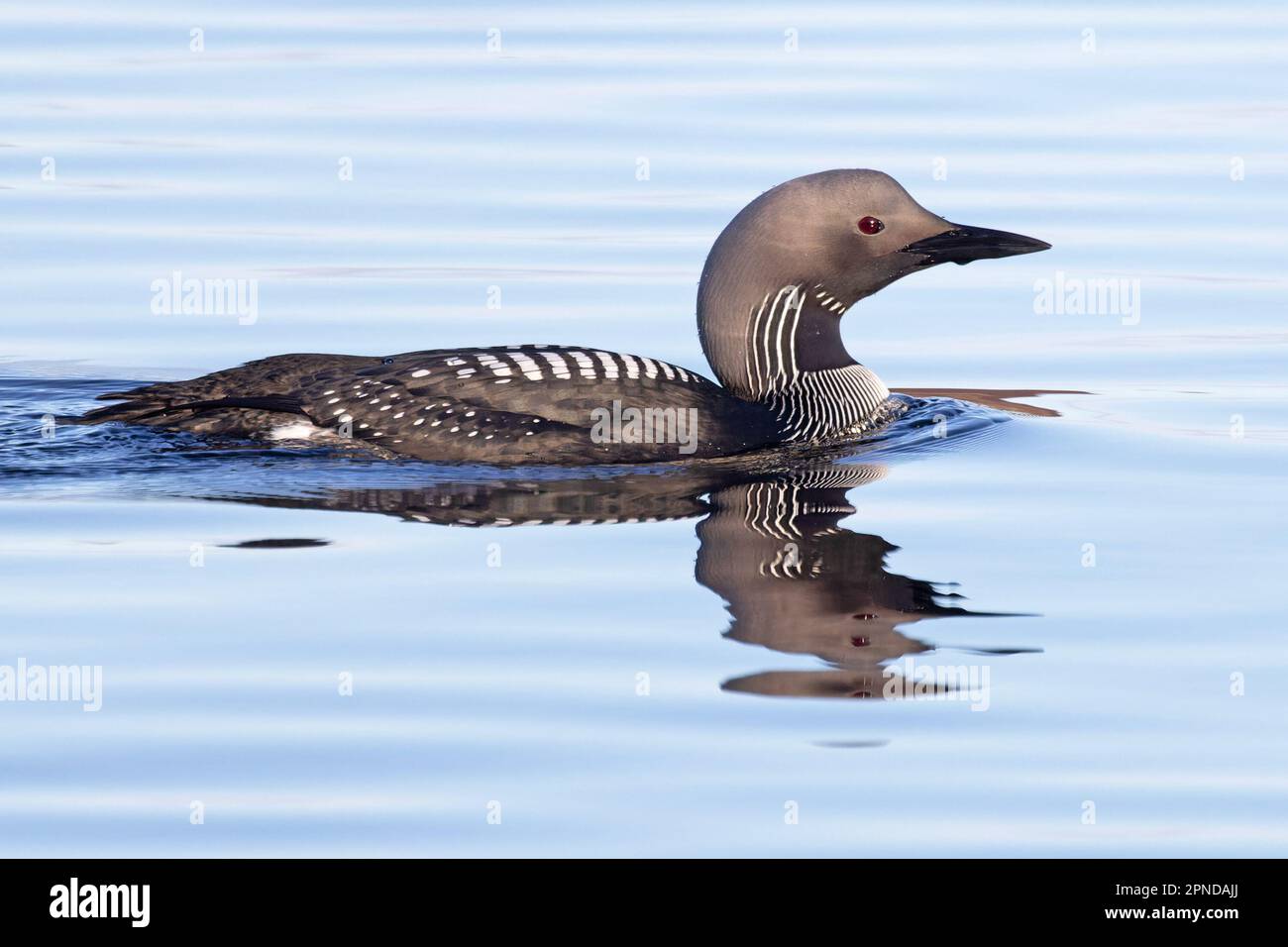 Black-throated Diver aka Arctic Loon (Gavia arctica) summer pluamge ...