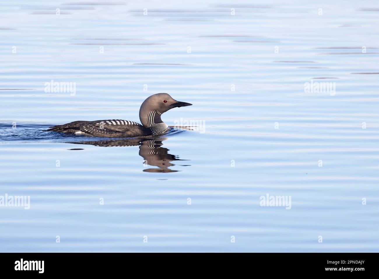 Black-throated Diver aka Arctic Loon (Gavia arctica) summer pluamge ...
