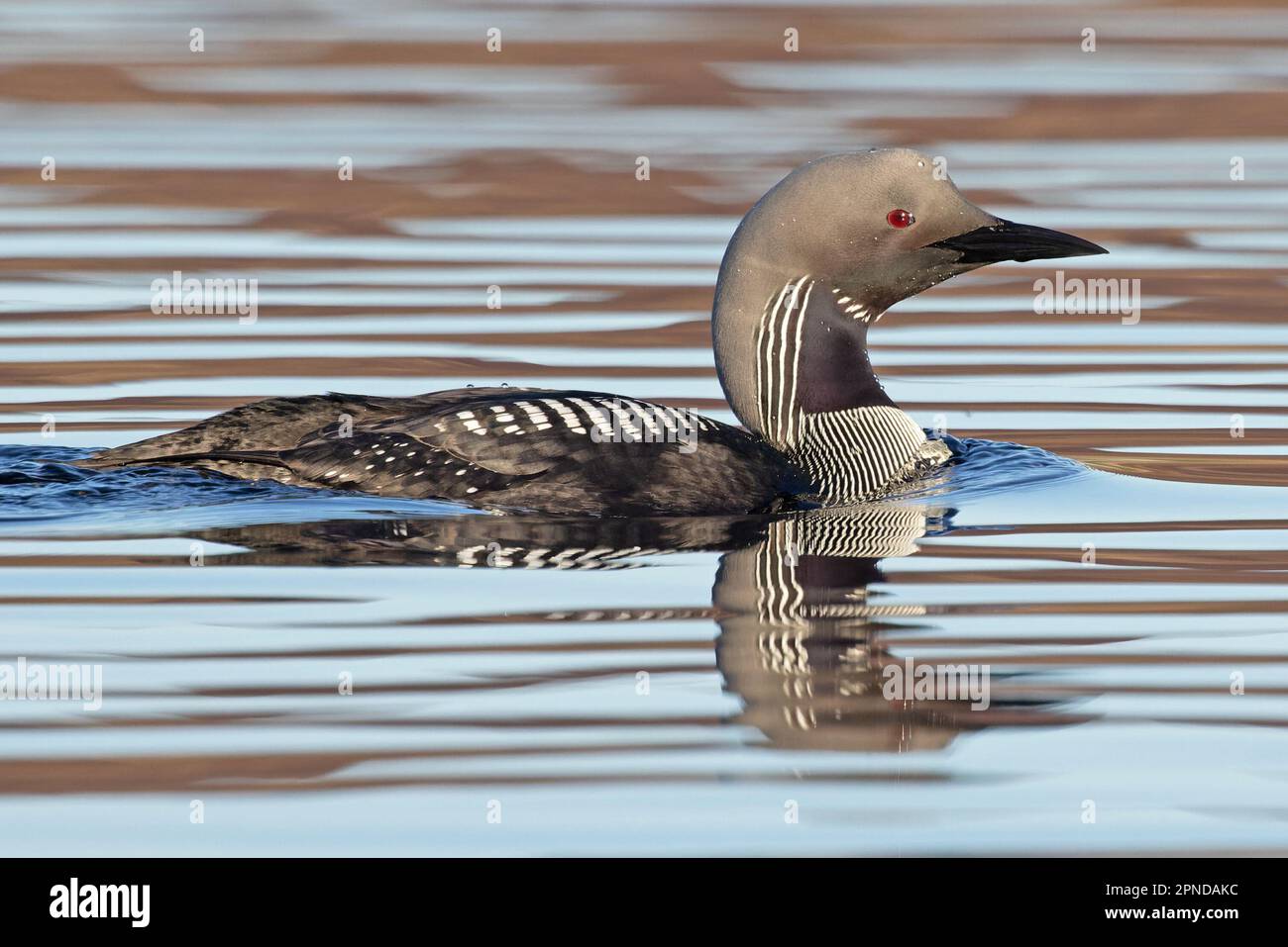Black-throated Diver aka Arctic Loon (Gavia arctica) summer pluamge ...