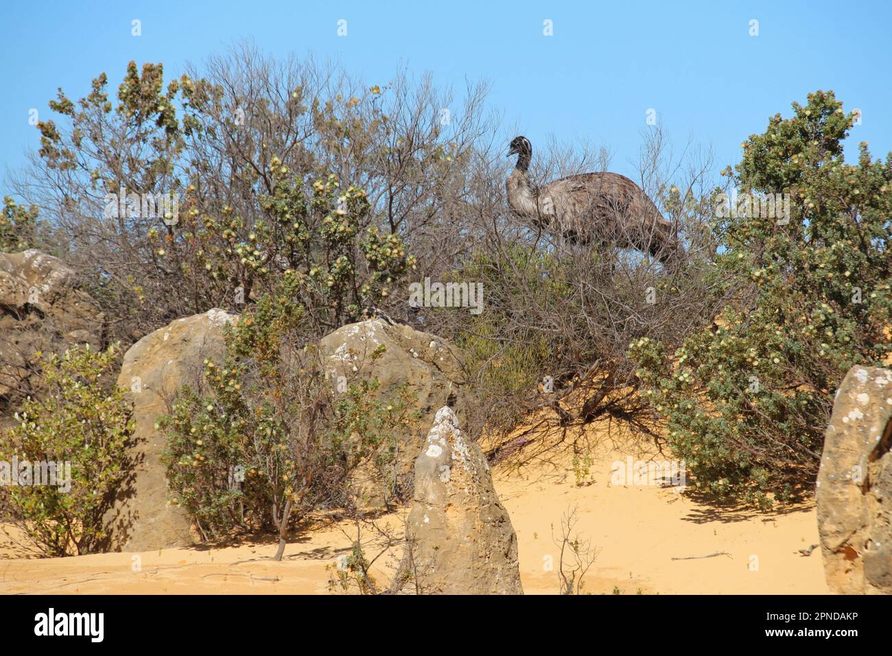 emu at pinnacles in australia Stock Photo - Alamy
