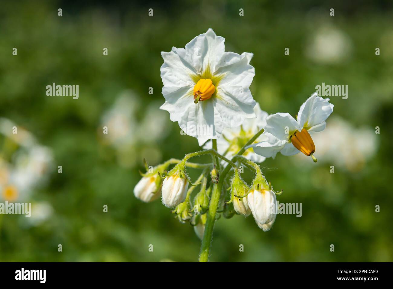 Flowering of growing potatoes. Large white potato flower with fresh ...