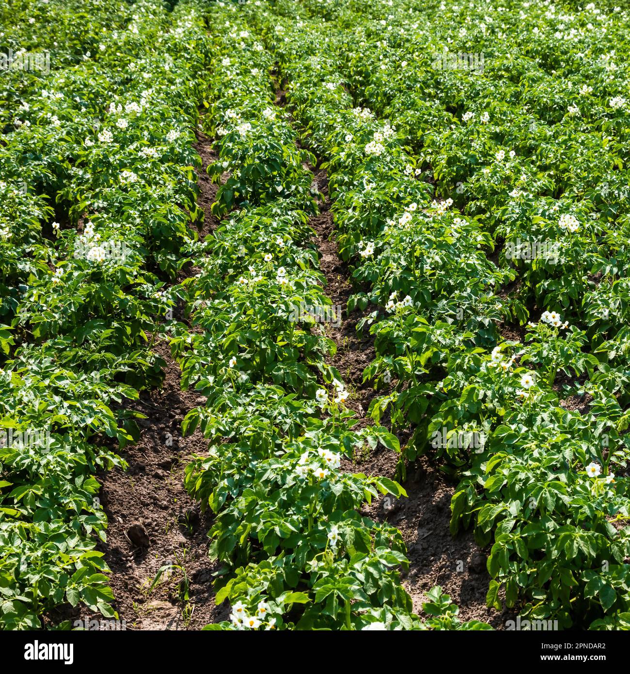 White potato stem hi-res stock photography and images - Alamy