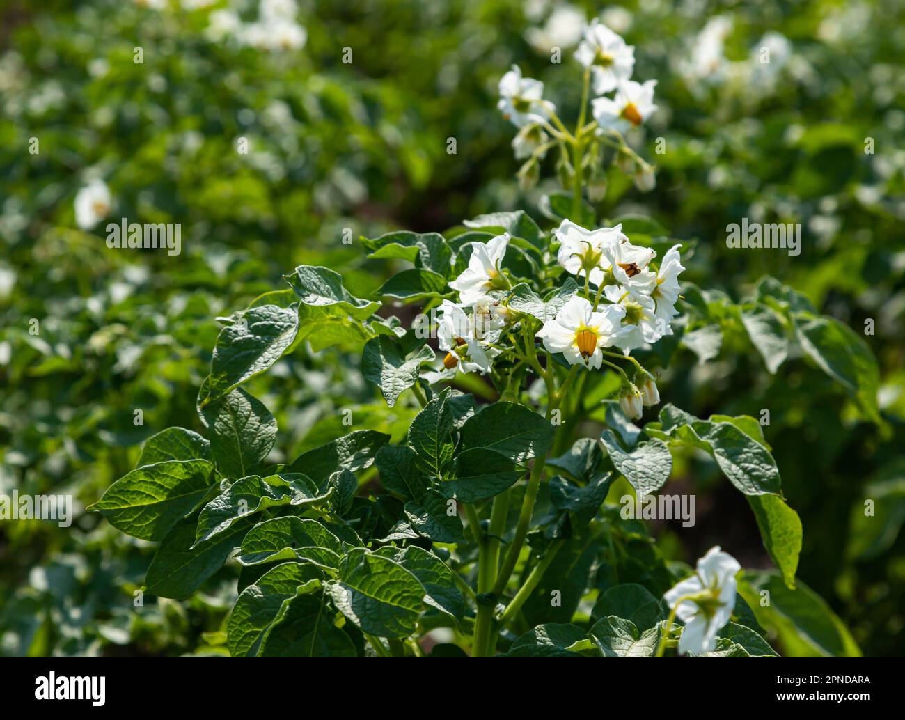 Flowering of growing potatoes. Large white potato flower with fresh ...