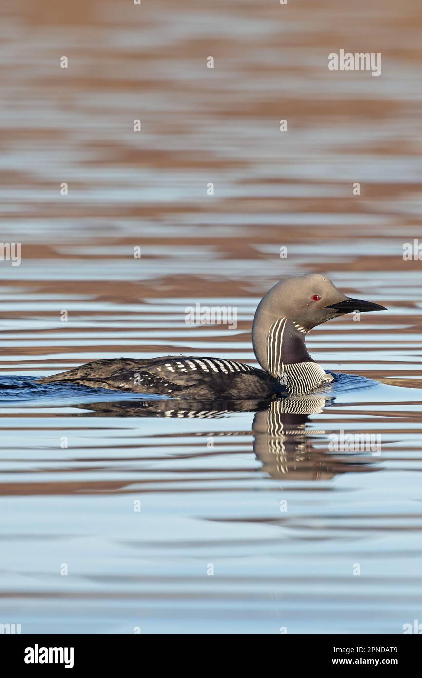 Black-throated Diver aka Arctic Loon (Gavia arctica) summer pluamge ...