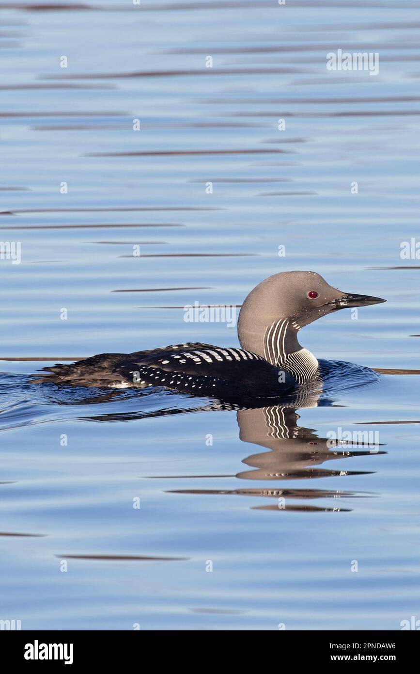 Black-throated Diver aka Arctic Loon (Gavia arctica) summer pluamge ...