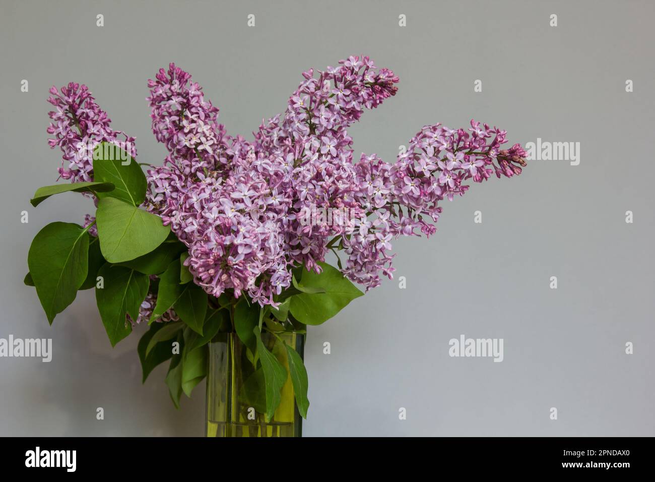 Bouquet lilacs in vase hi-res stock photography and images - Alamy