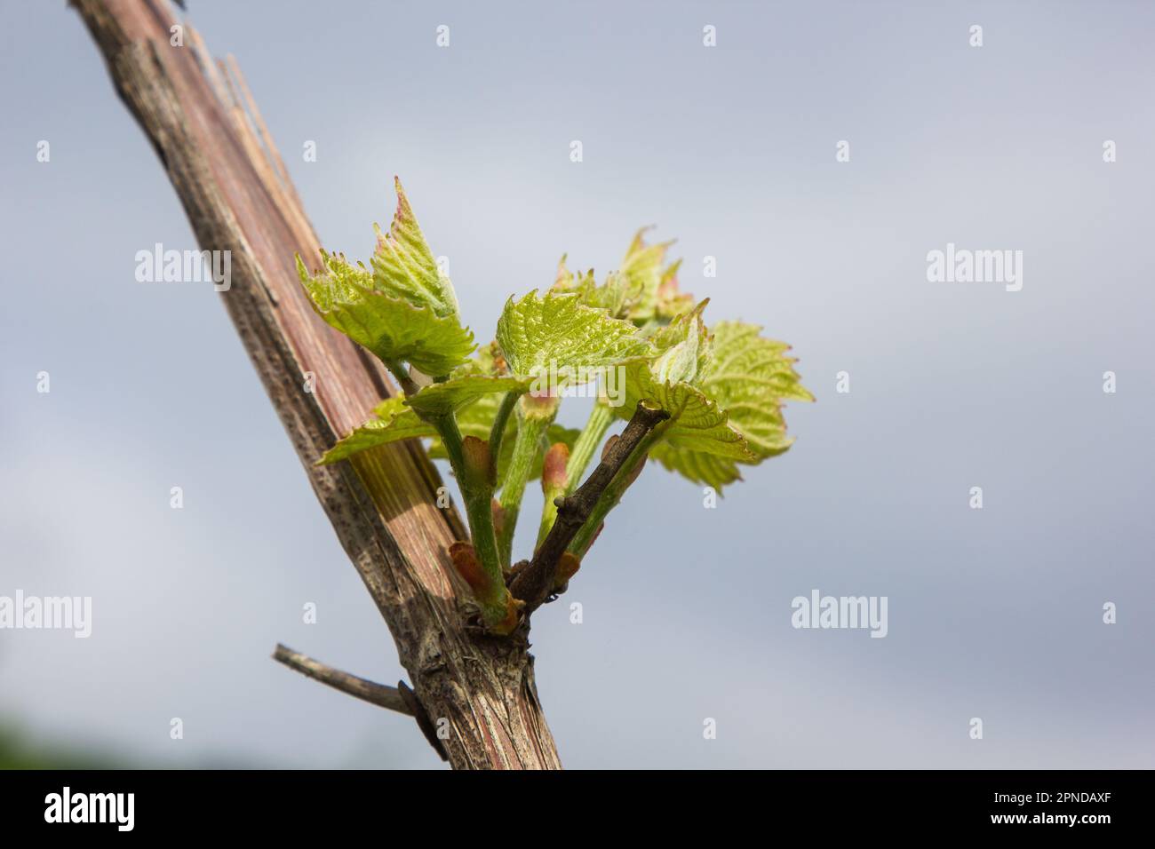 Vine blooms hi-res stock photography and images - Alamy