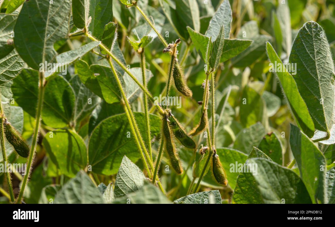 Soybean pods on soybean plantation, on blue sky background, close up ...