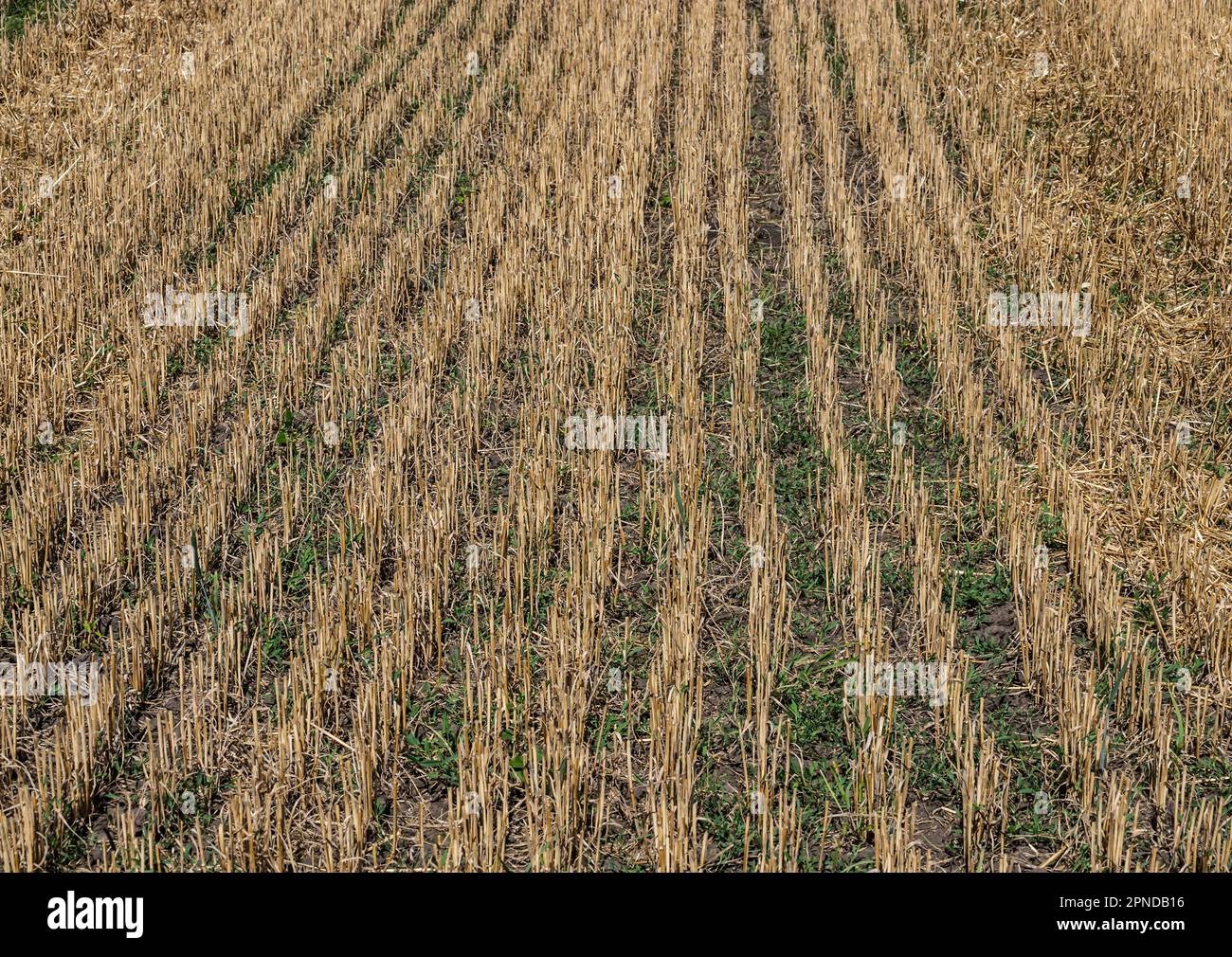 Stubble in the field after harvest. Cut stalks of cereals in the field ...