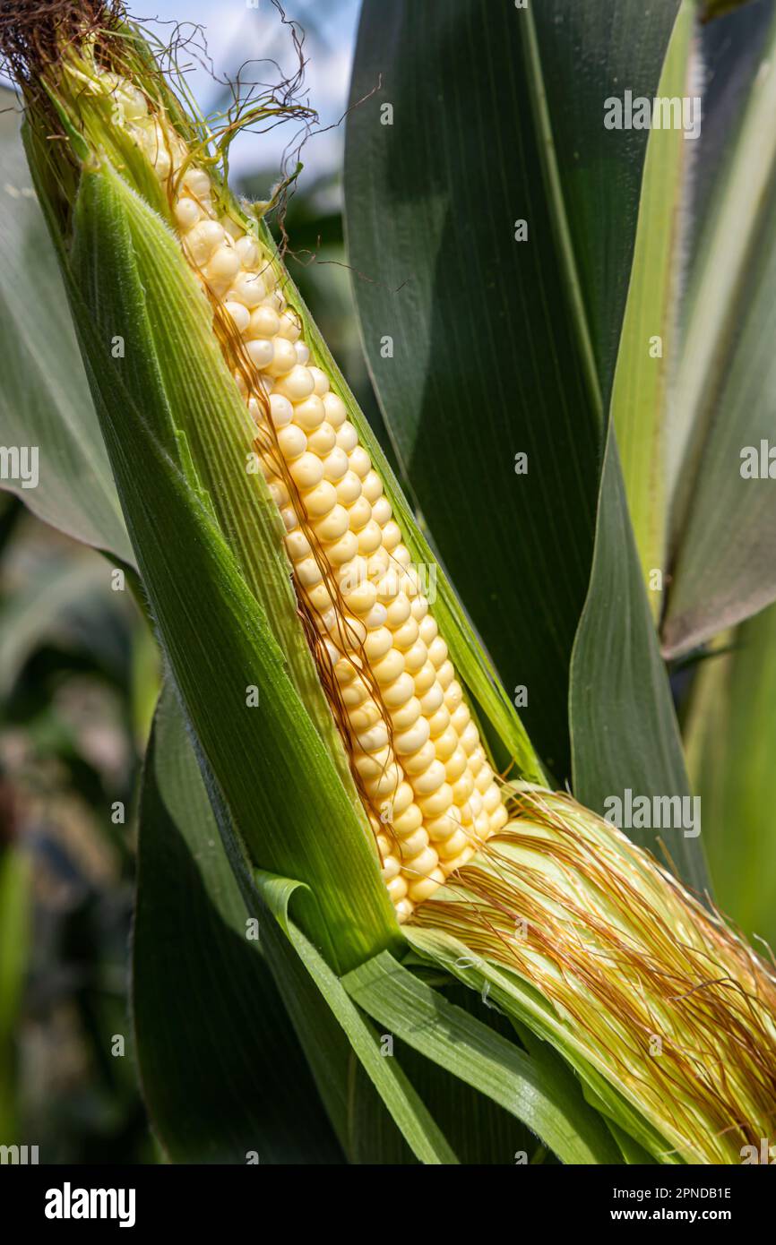 Corn on the stalk in the field Stock Photo - Alamy