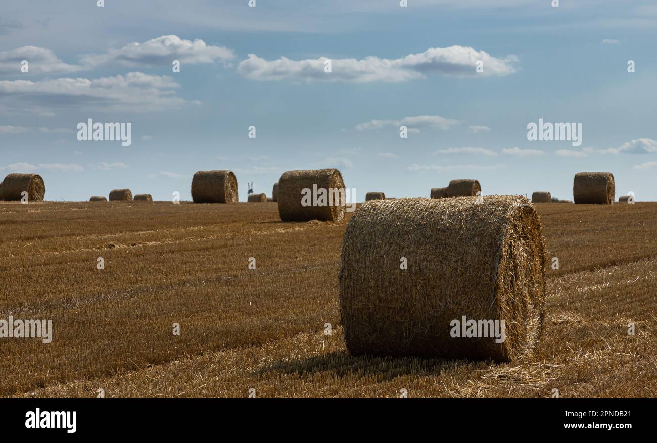 Stacks of straw - bales of hay, rolled into stacks left after ...