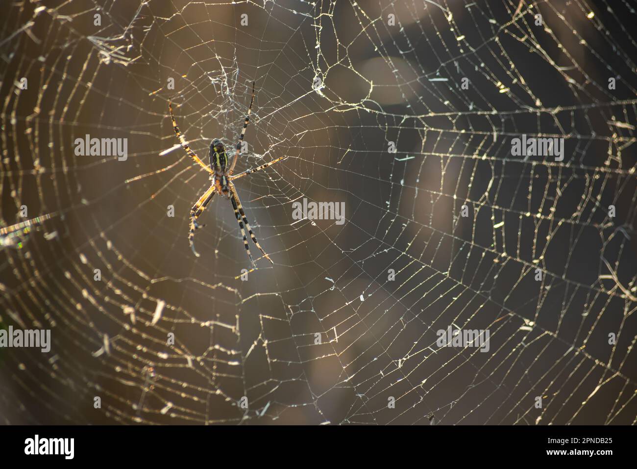 Background of the threads of a spider web with dew drops. Web macro ...