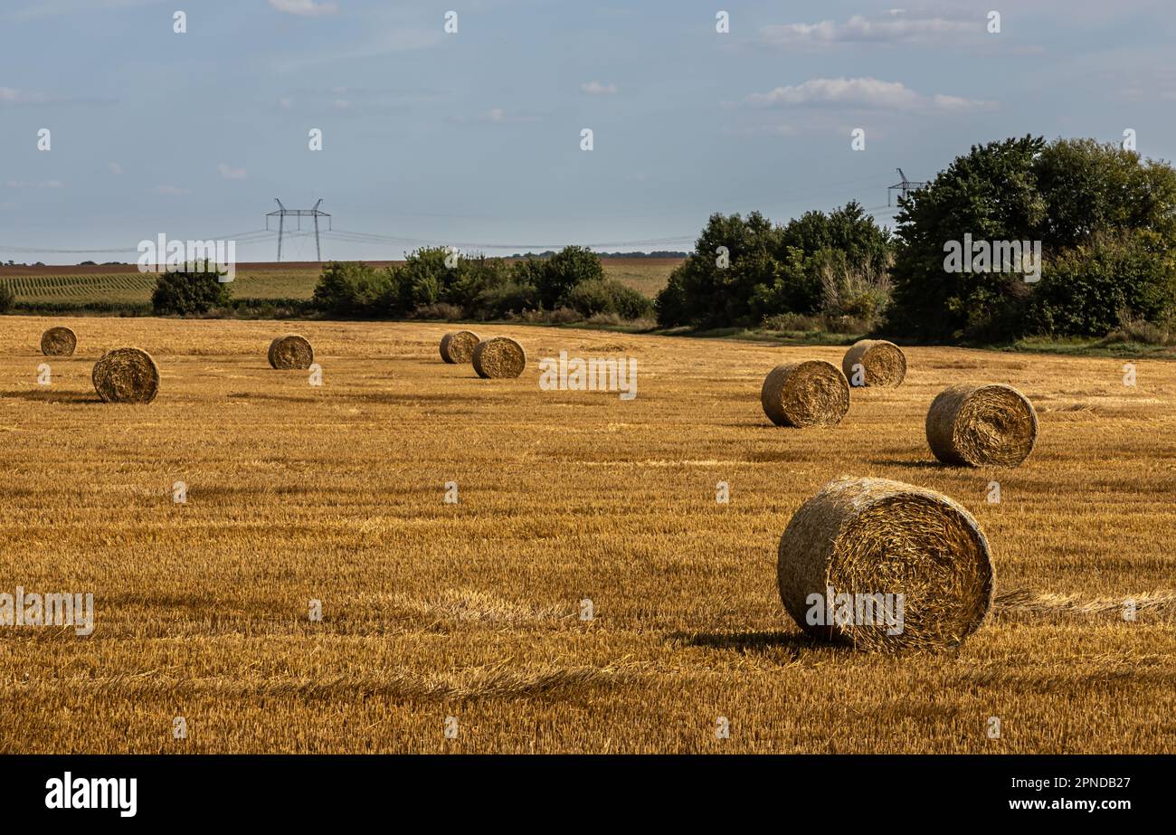 Stacks of straw - bales of hay, rolled into stacks left after ...