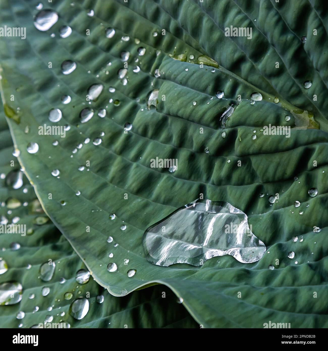 Nature green leaves with raindrop background texture Stock Photo - Alamy