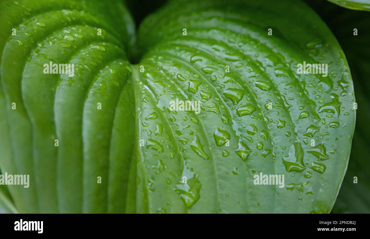 Nature green leaves hi-res stock photography and images - Alamy