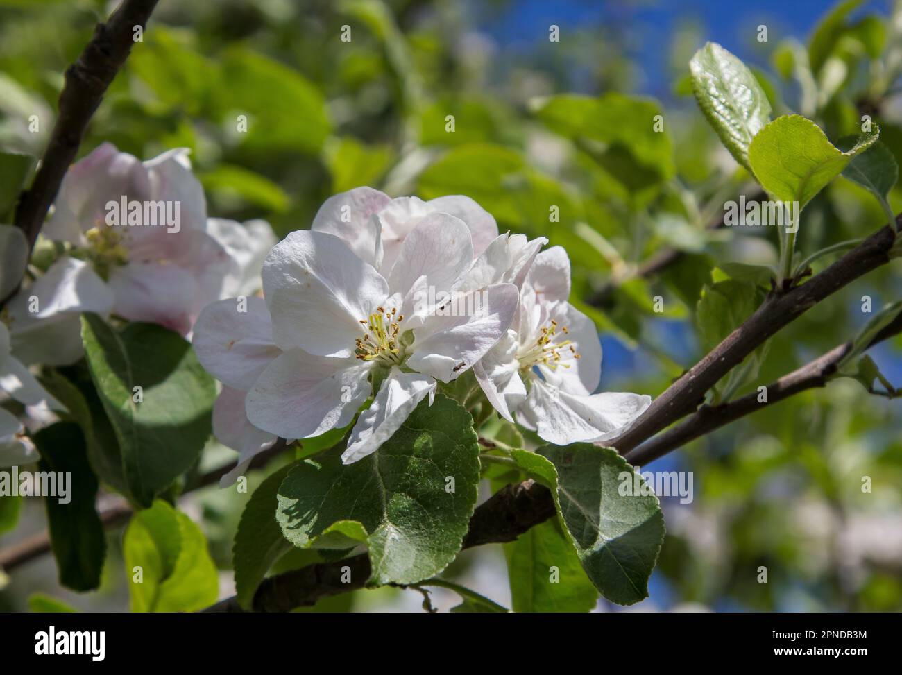 apple tree blooms in the spring garden under sunlight Stock Photo - Alamy