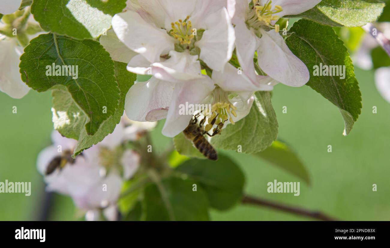 apple tree blooms in the garden. bees collect nectar and pollen Stock ...