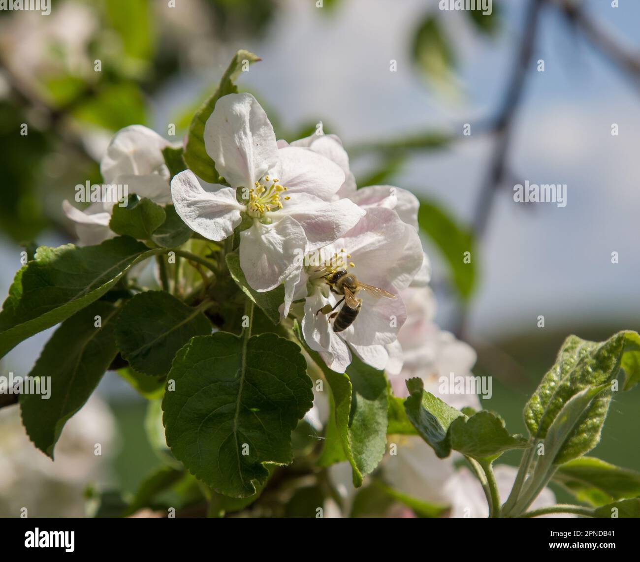 apple tree blooms in the garden. bees collect nectar and pollen Stock ...