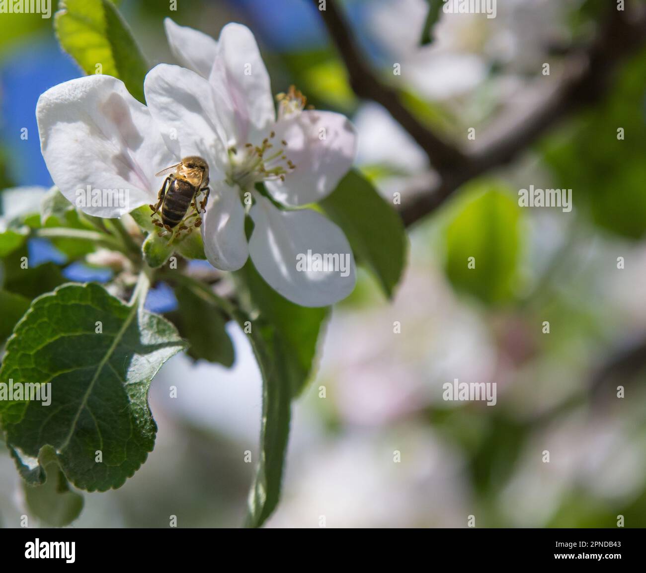 apple tree blooms in the garden. bees collect nectar and pollen Stock ...