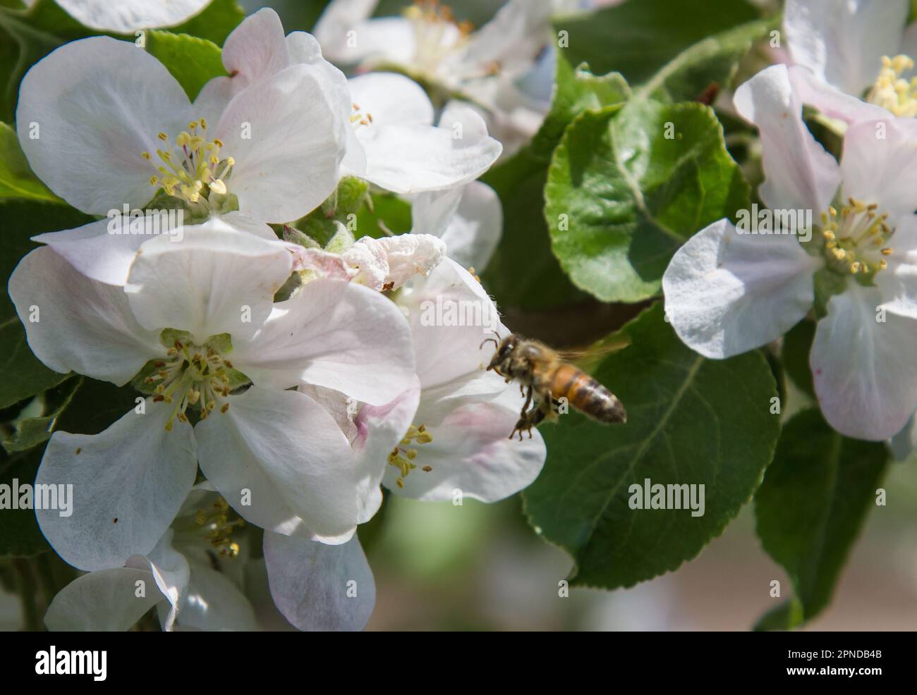 apple tree blooms in the garden. bees collect nectar and pollen Stock ...