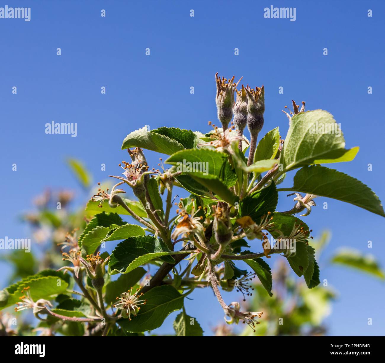 the apple tree has faded. In place of flowers appeared unripe apples ...