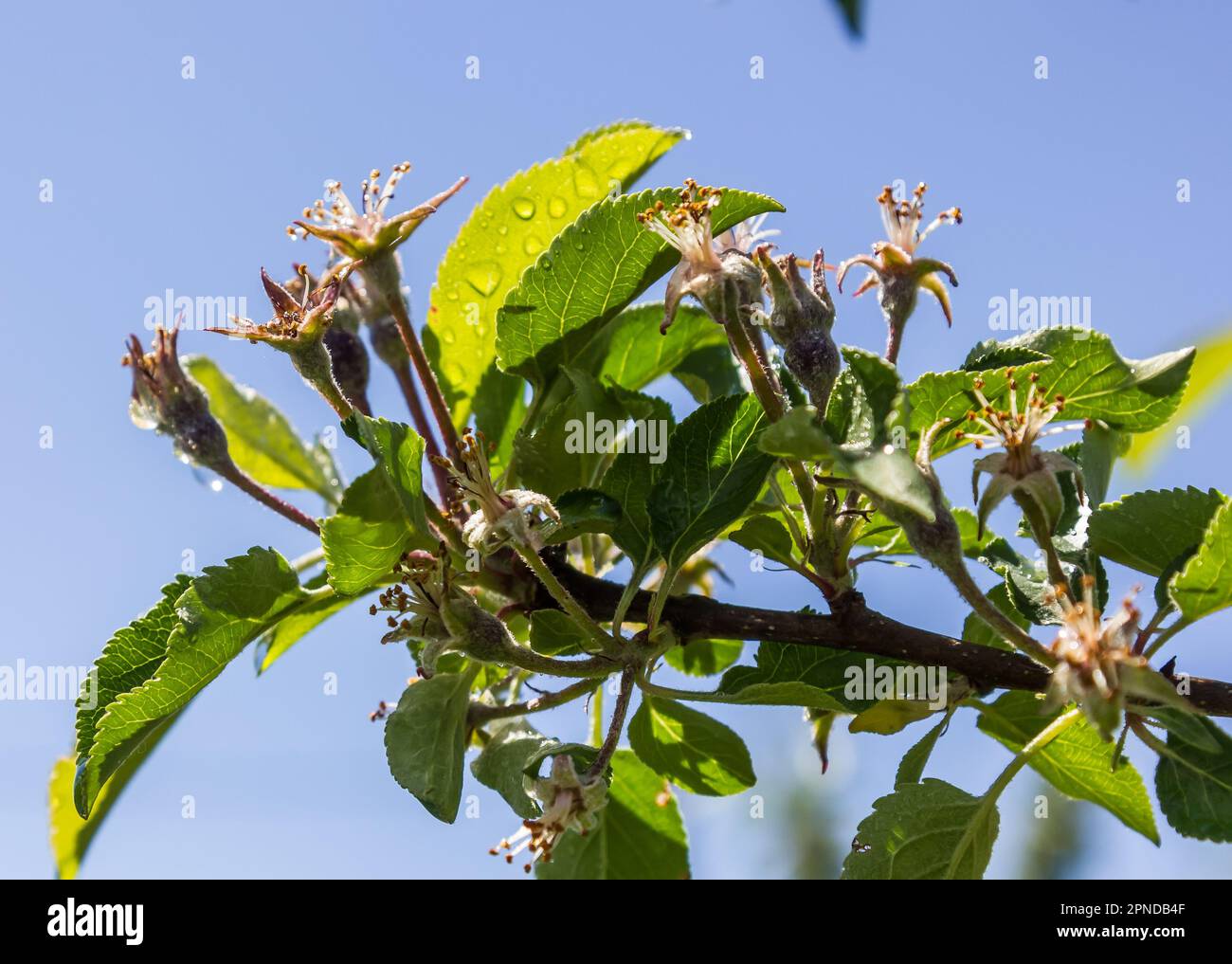 the apple tree has faded. In place of flowers appeared unripe apples ...