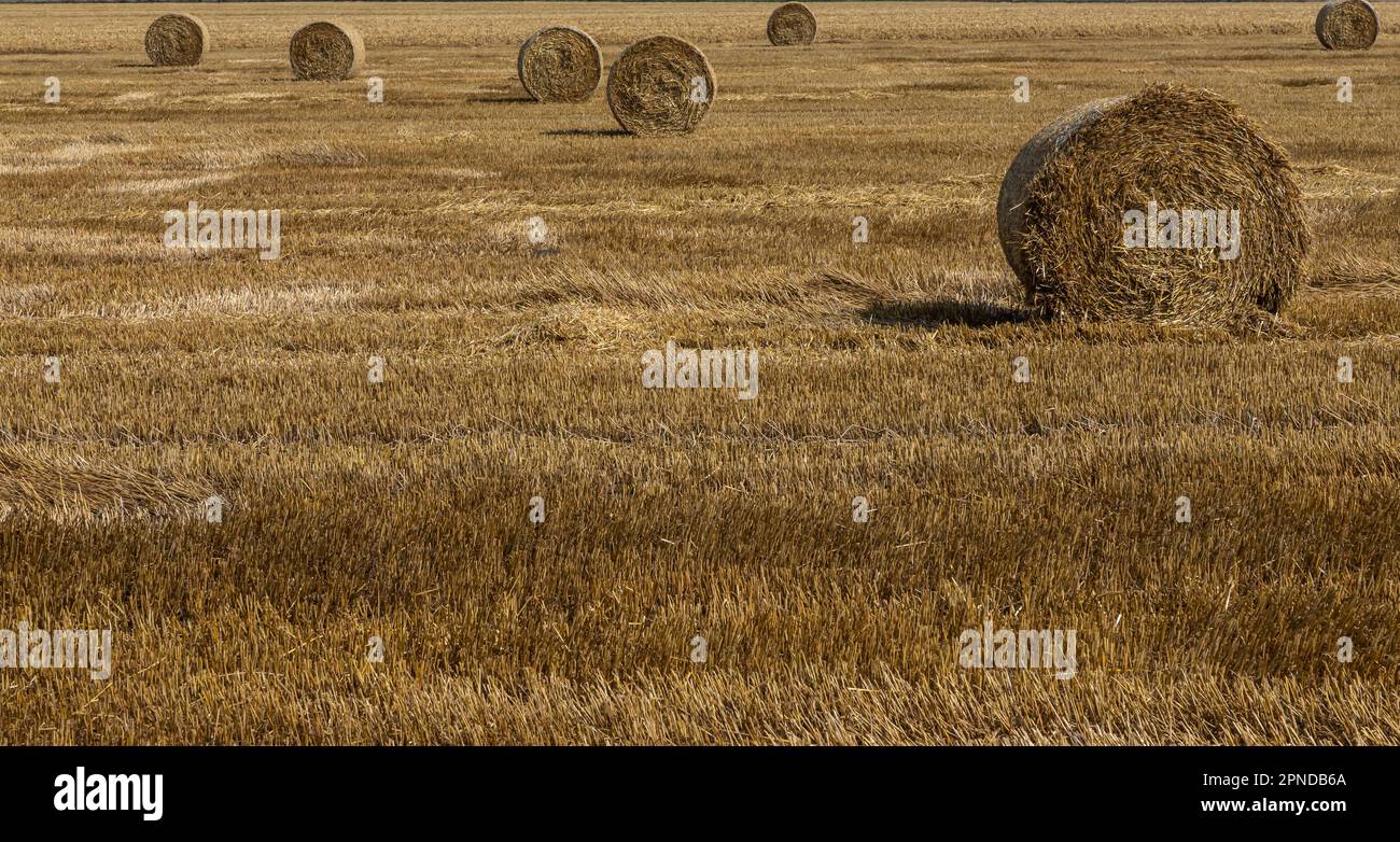 Stacks of straw - bales of hay, rolled into stacks left after ...