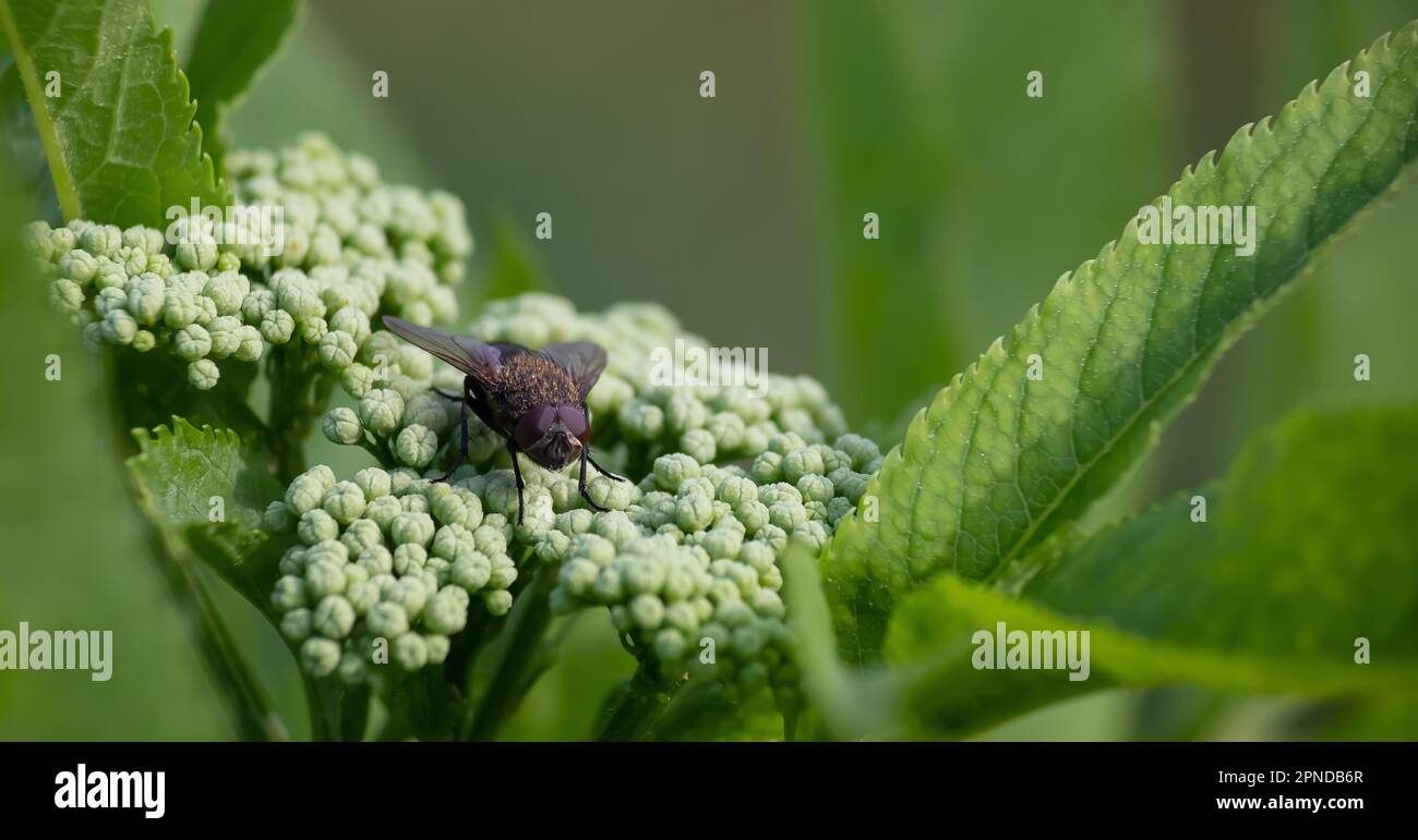 Carrion fly hi-res stock photography and images - Alamy