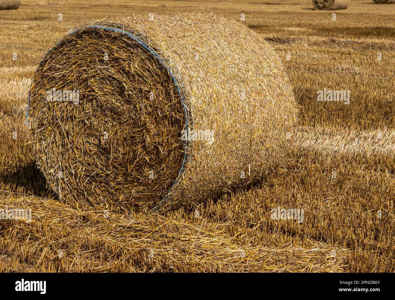 Stacks of straw - bales of hay, rolled into stacks left after ...