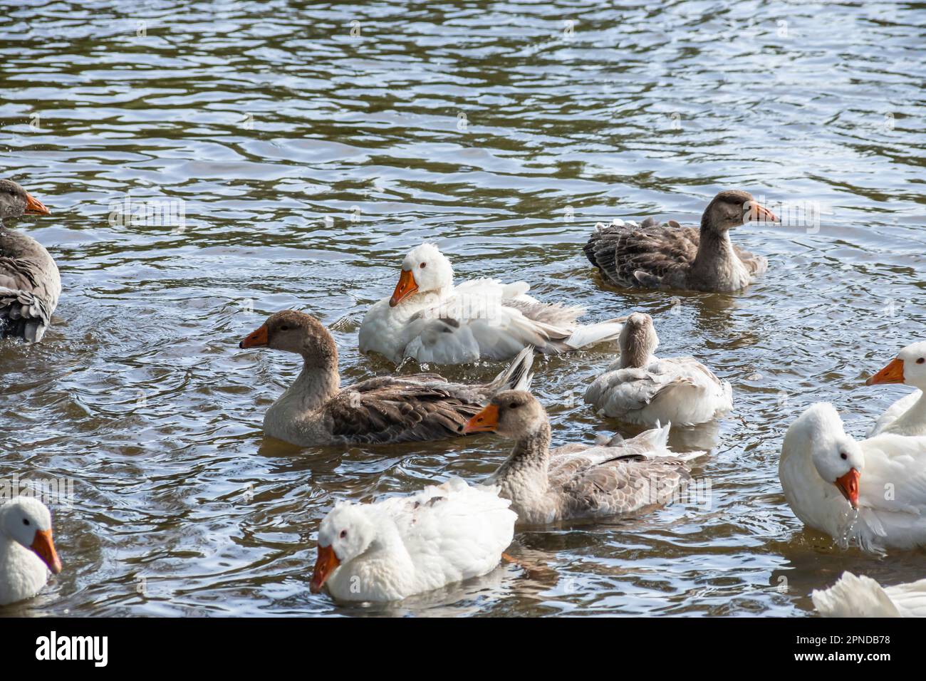 Gray geese swimming in the water. Domestic Geese Swimming in pond Stock ...