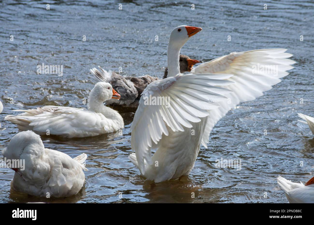 group of domestic white farm geese swim and splash water drops in dirty ...