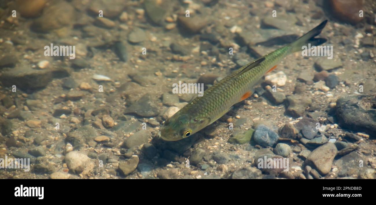 a flock of fish swims in the water of the lake on the shoal Stock Photo ...