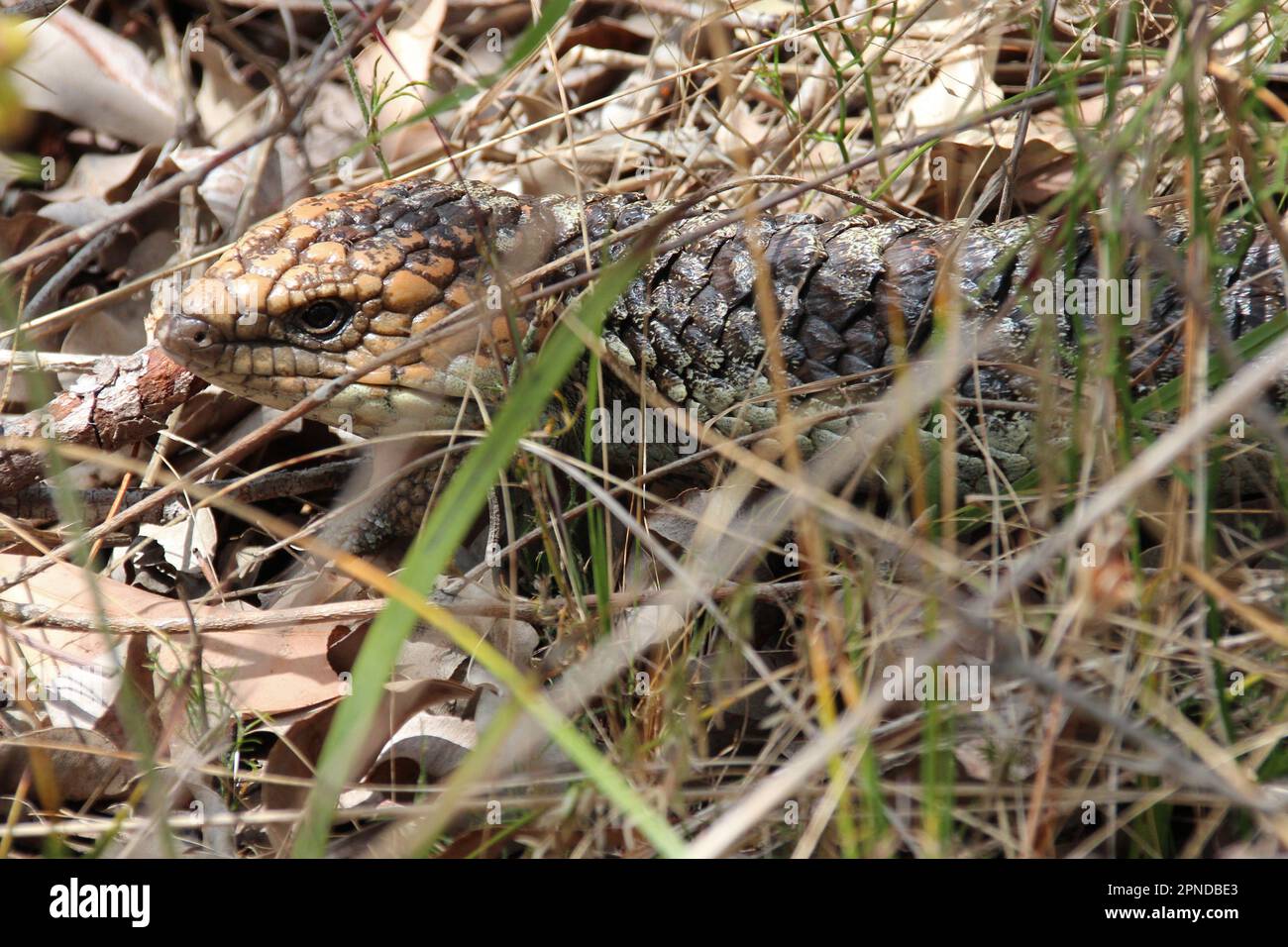 shingleback skink or bobtail lizard in australia Stock Photo - Alamy