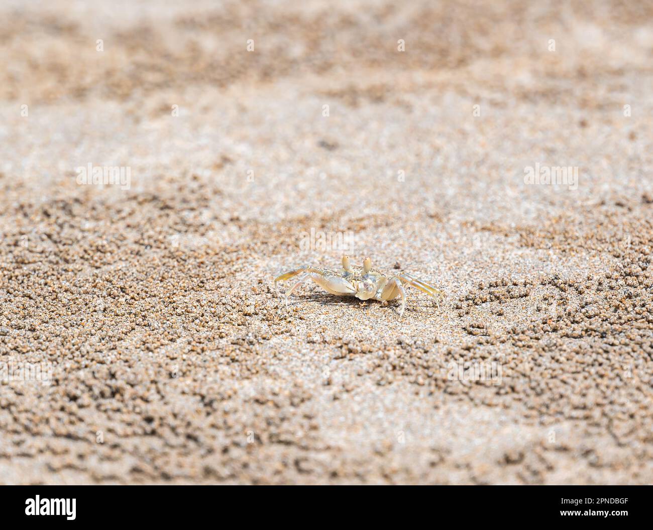 The ghost crab (latin name Ocypode cordimanus) is standing on the sand ...