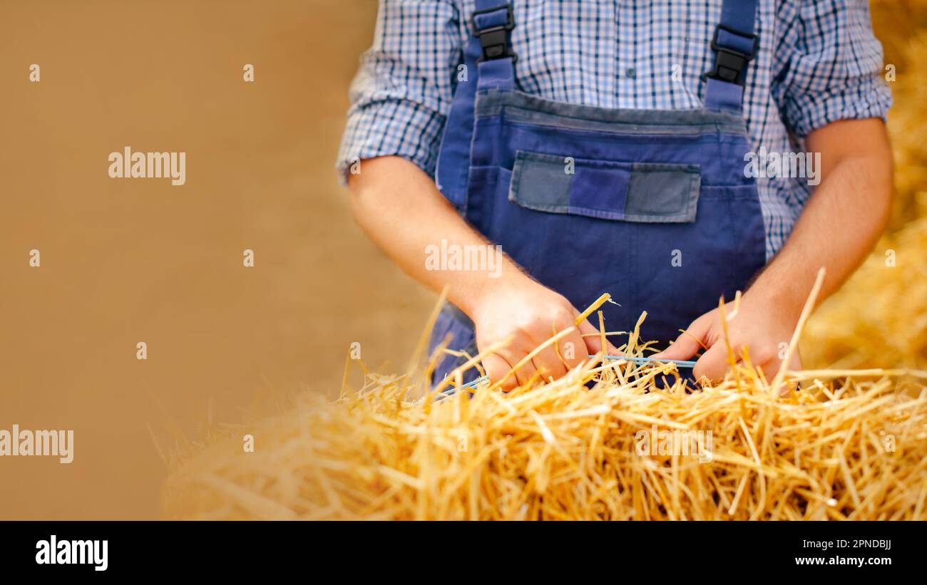 closeup farmer man hands holding dry haystack during working on eco ...