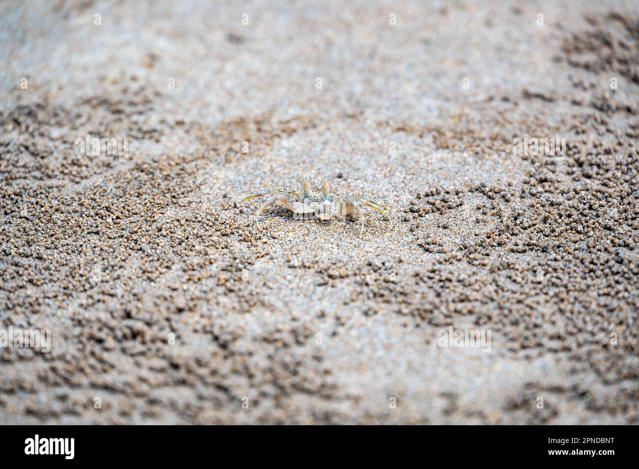 The ghost crab (latin name Ocypode cordimanus) is standing on the sand ...