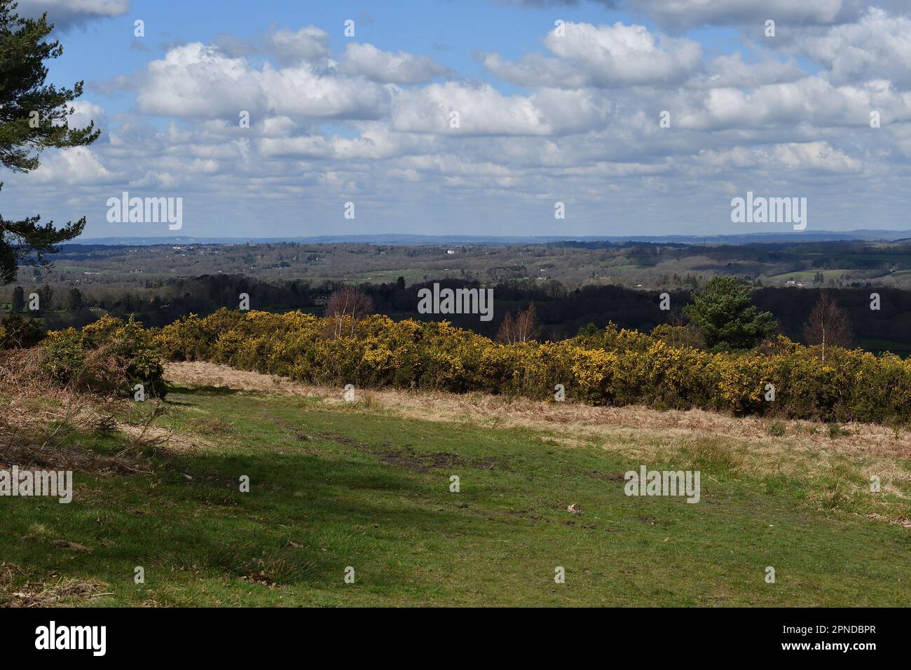 Ashdown Forest East Sussex uk Stock Photo - Alamy