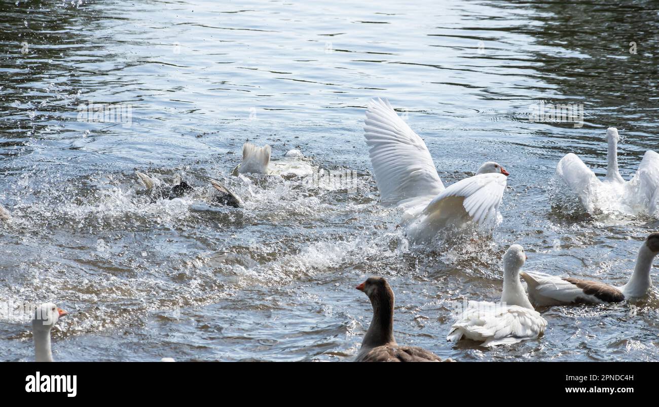 group of domestic white farm geese swim and splash water drops in dirty ...