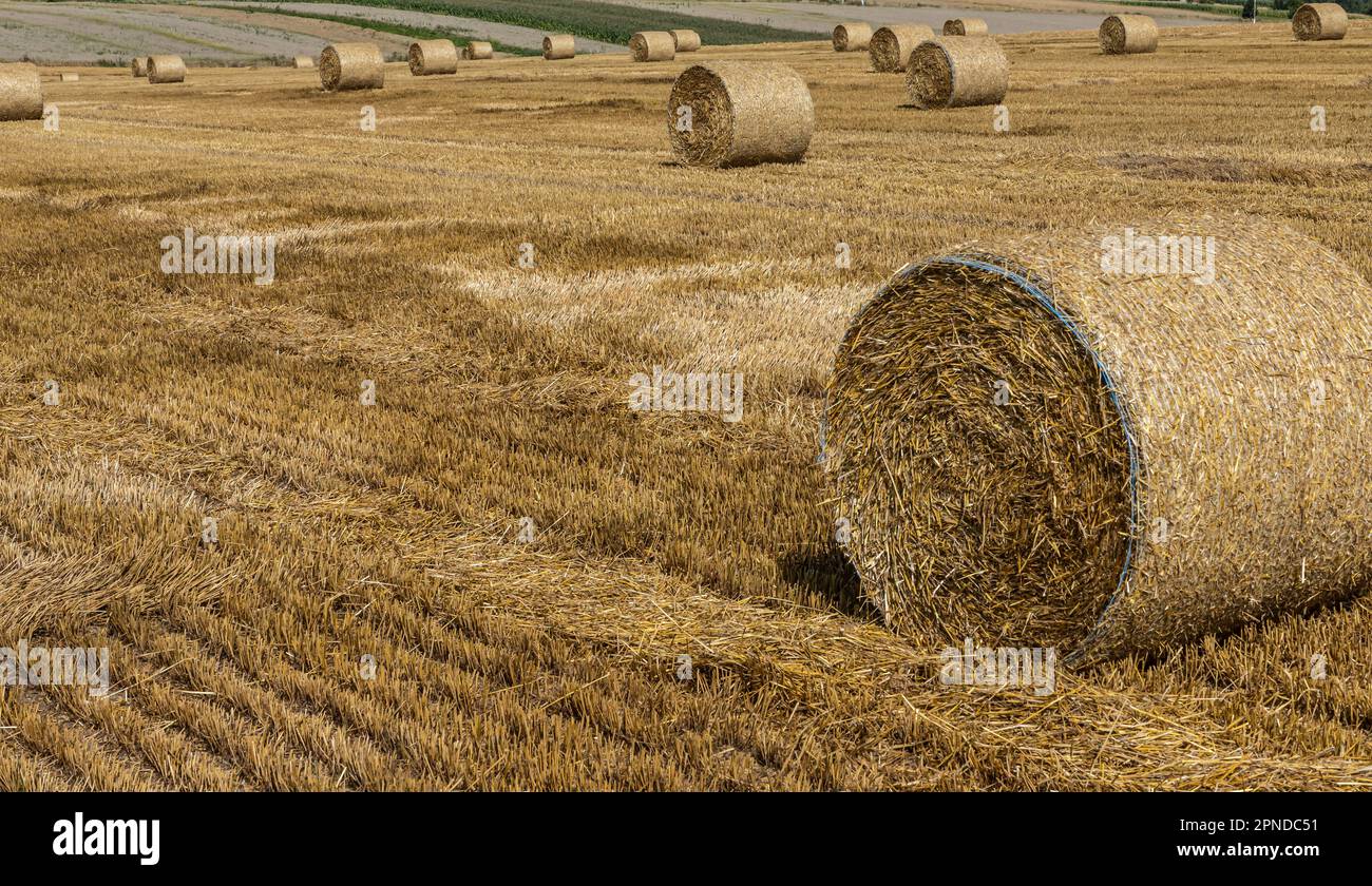Stacks of straw - bales of hay, rolled into stacks left after ...